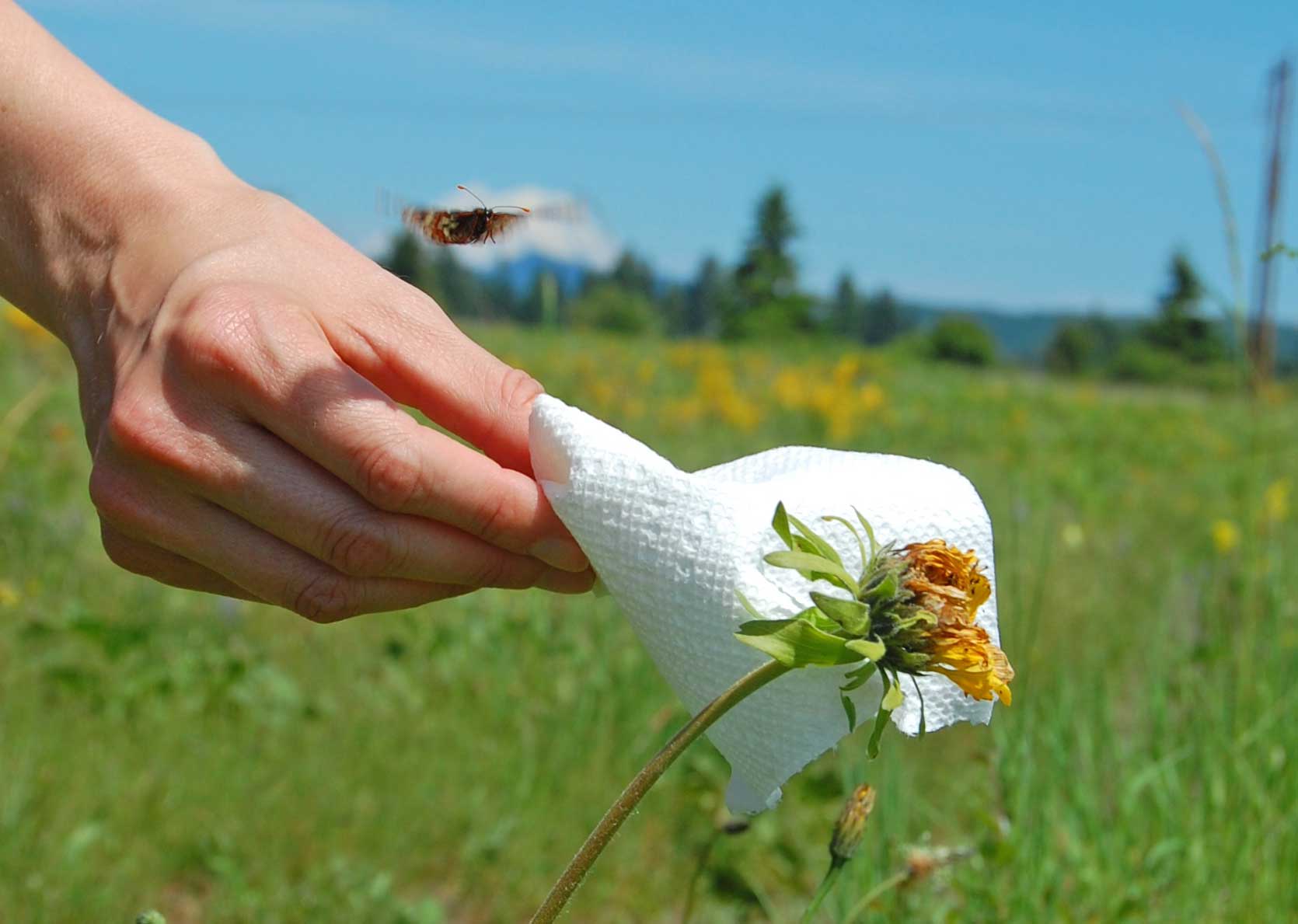 Butterflies from MCCCW released with the help of Attorney General’s ...