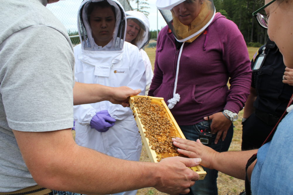 Bees at MCCCW – Photo Gallery | Sustainability in Prisons Project