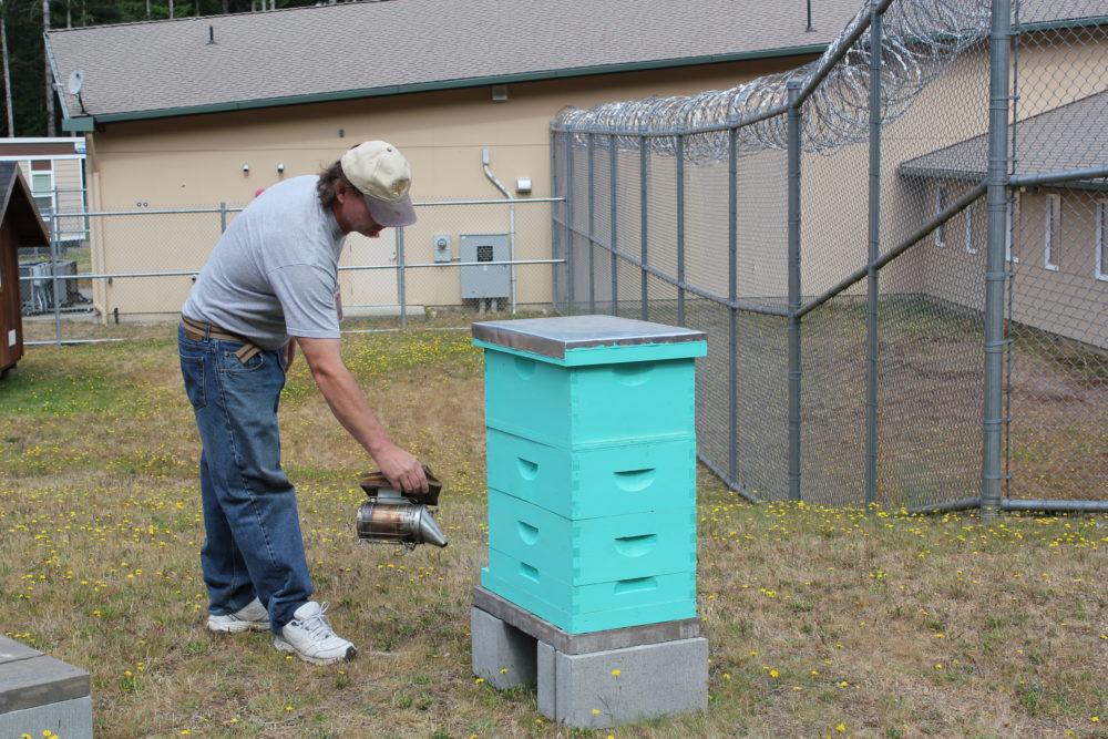 Bees at MCCCW – Photo Gallery | Sustainability in Prisons Project