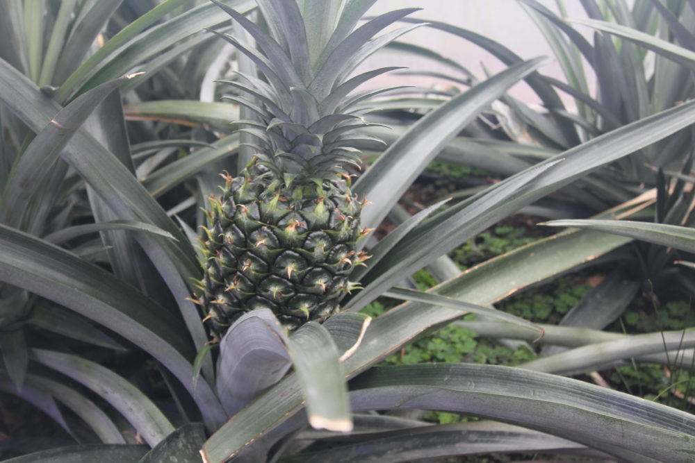 Sustainability at Olympic Corrections Center | Sustainability in ...