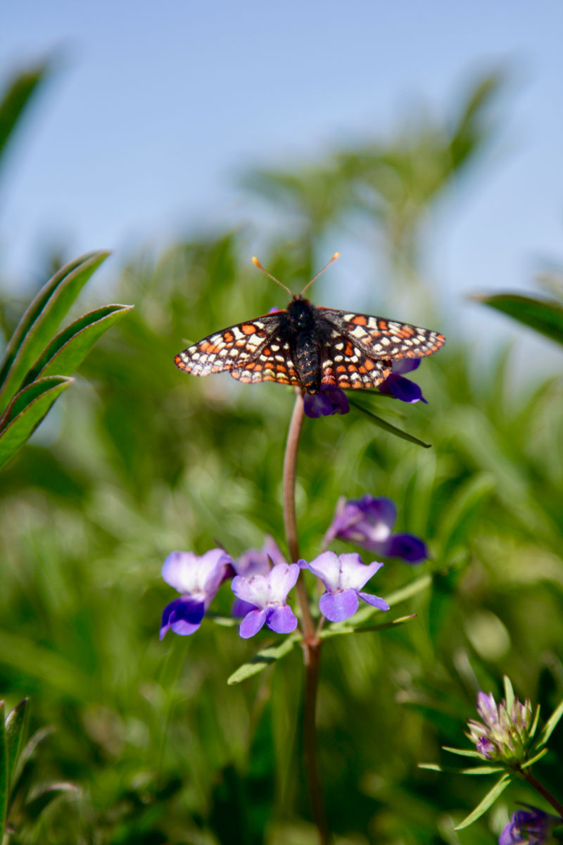 Taylor’s Checkerspot Butterfly Program | Sustainability in Prisons Project