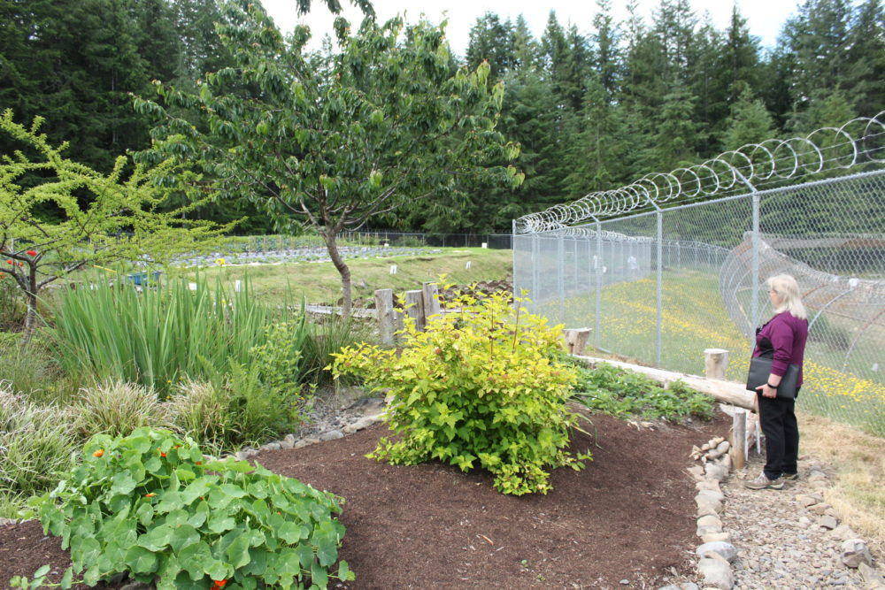 Garden expansion and delicious prison bananas: Olympic Corrections ...