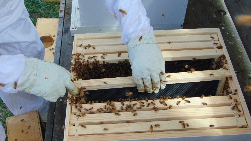 Welcoming the bees back to WCC | Sustainability in Prisons Project