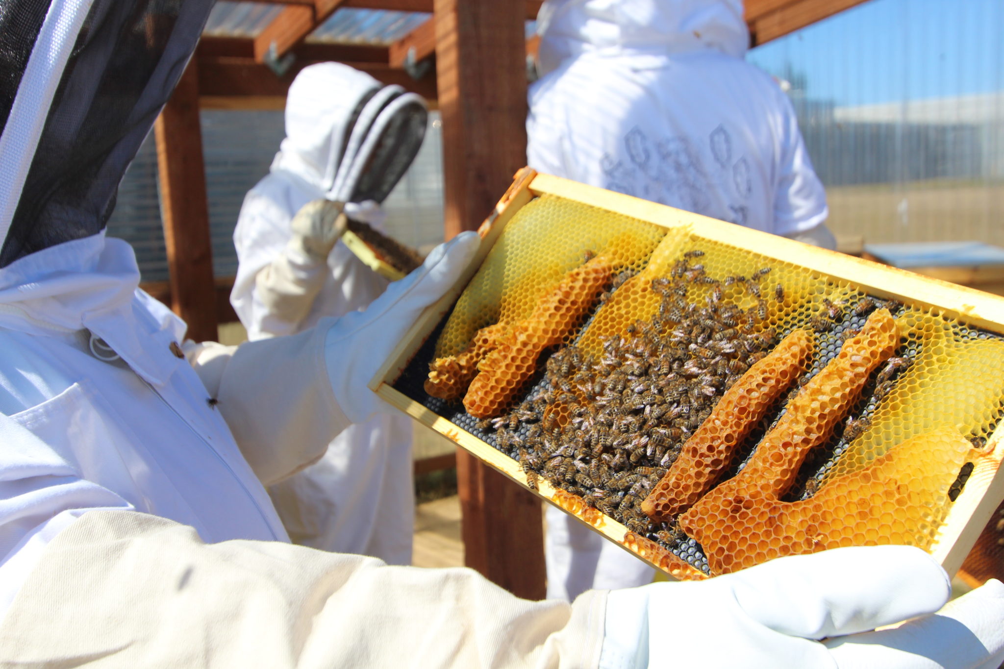 Blog | Sustainability in Prisons Project