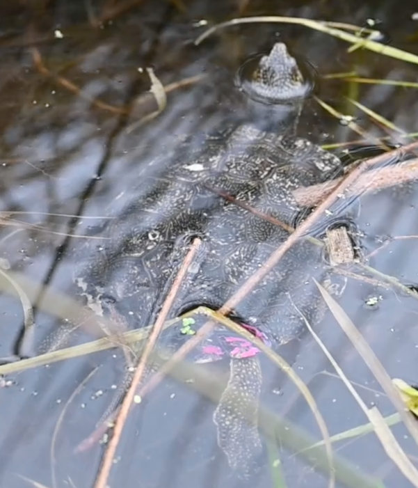 The Cedar Creek Turtles Return! | Sustainability in Prisons Project